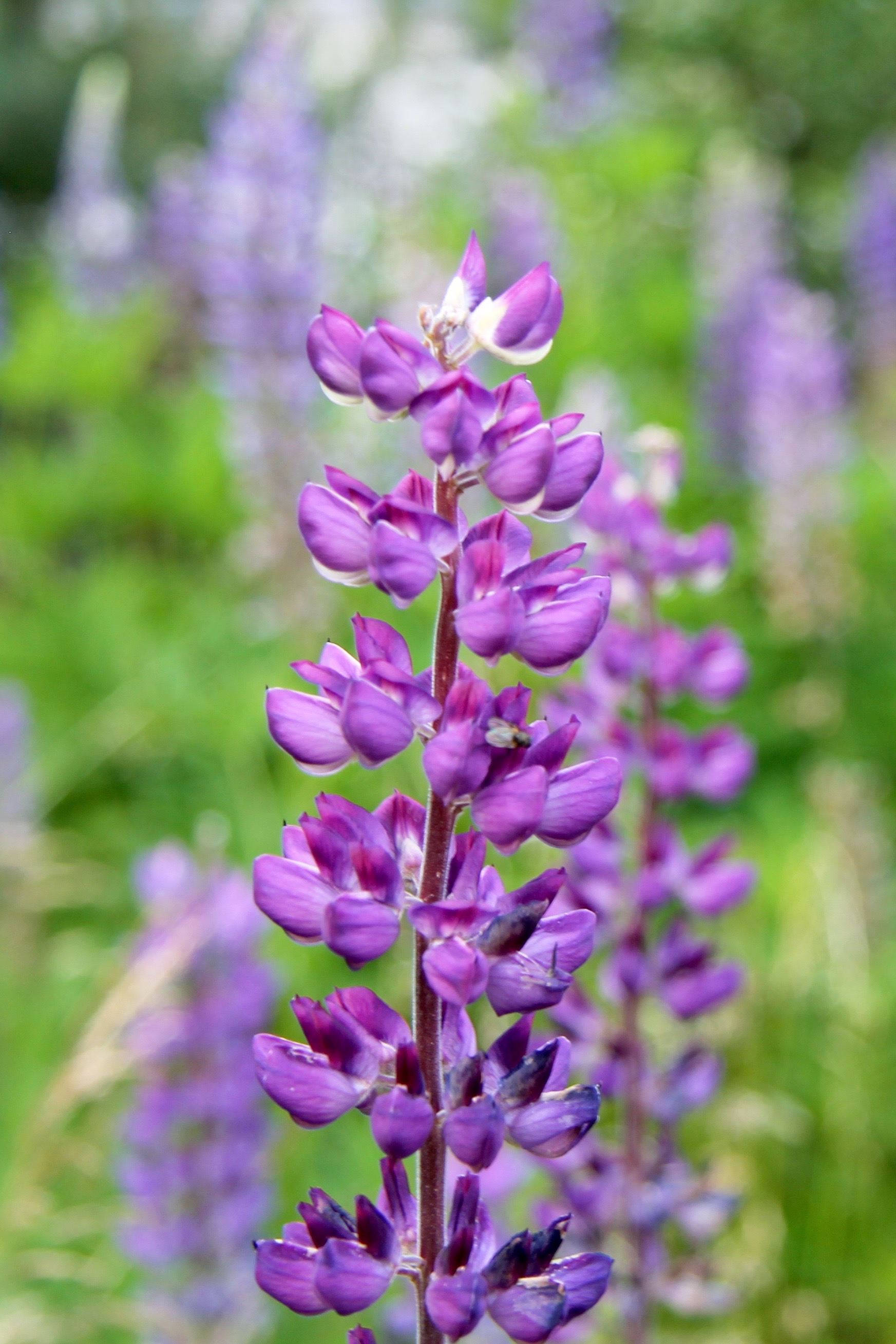 Heija Norge! På roadtrip til broderlandet